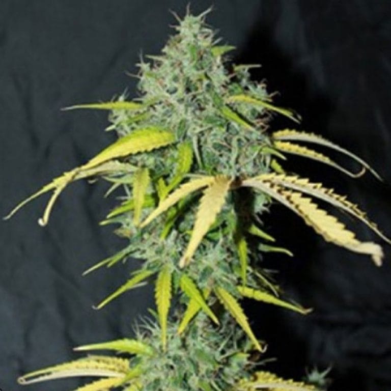 Buy Amnesia Auto-Flowering Cannabis Seeds on Sale ZAR 65.00