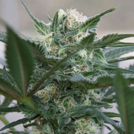 Hindu Kush Auto-Flowering Feminized Seeds - Singles ZAR 105.00