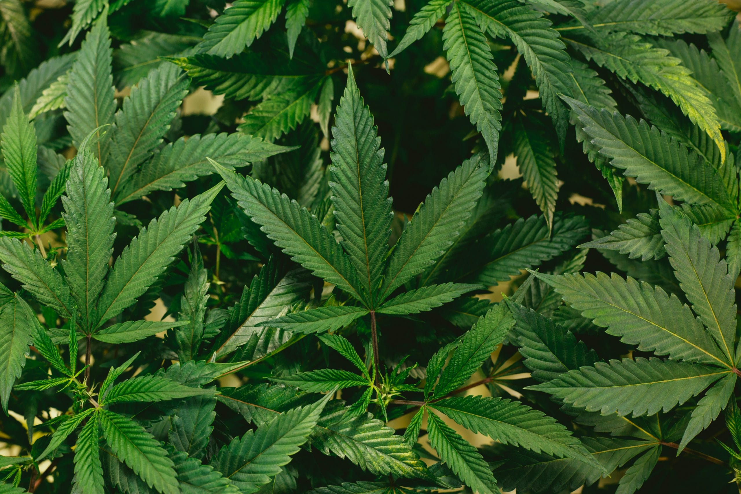 What is Cannabis Flushing: The Often Overlooked Step That Can Make or ...