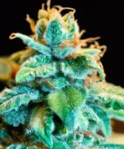 Buy Blue Cheese Auto-Flowering Cannabis Seeds on Sale ZAR 50.00